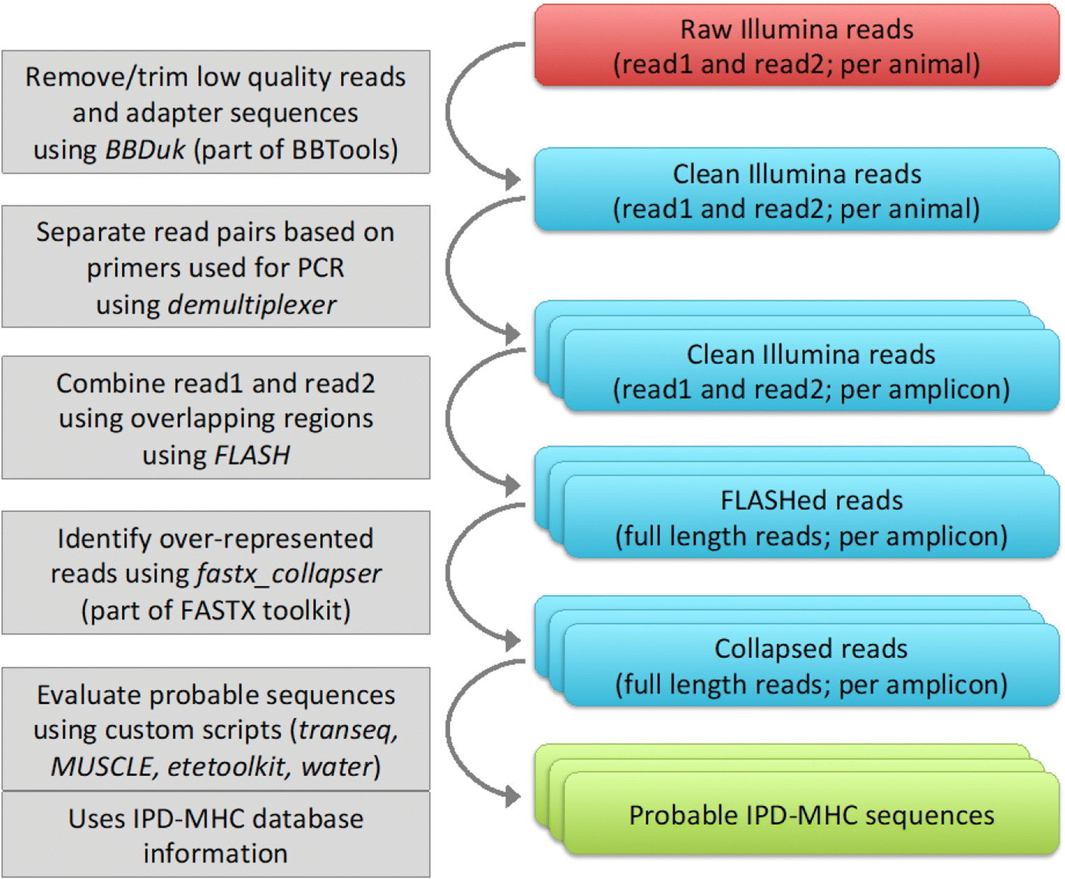 An Illumina approach to MHC typing of Atlantic salmon